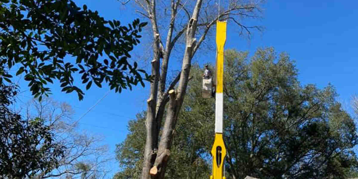 Can a Tree Survive a Split Trunk and What to Do About It