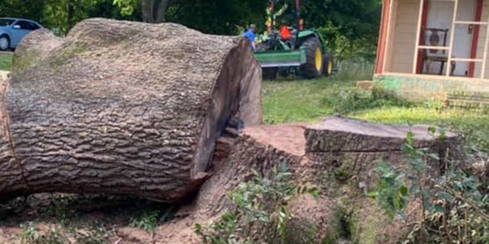 What Is CODIT (Compartmentalization of Decay in Trees)?