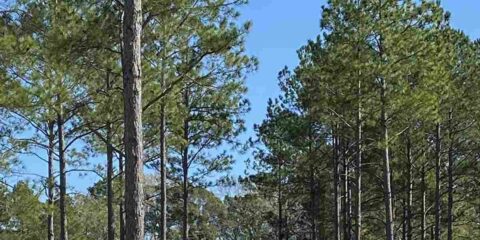 How Long Does It Take for a Tree to Grow? Tree Care Tips