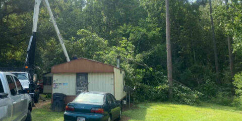 How to Grow Grass Under Trees: 3 Grass Tips for Shade