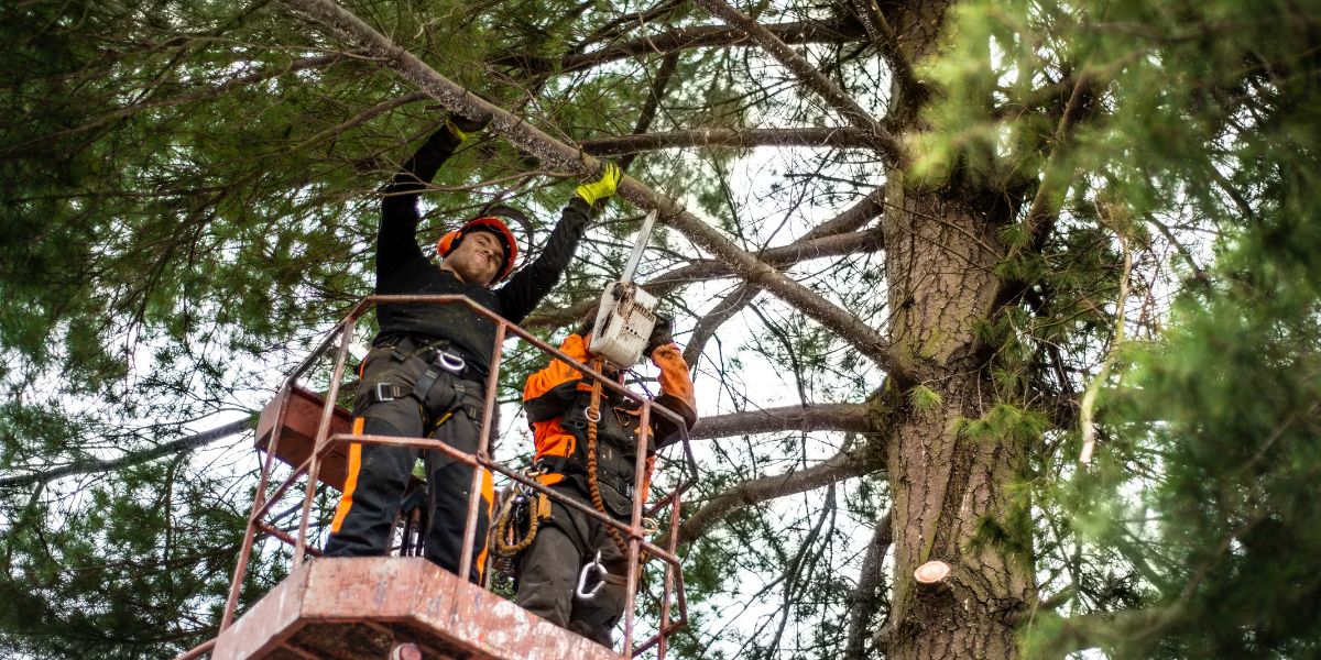 How Pruning Benefits Young Trees and How to Do It Right