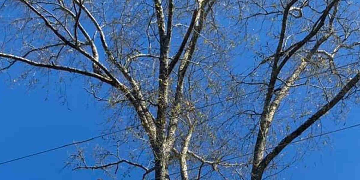 What Are the Signs of Ash Tree Disease in Warwick, GA?