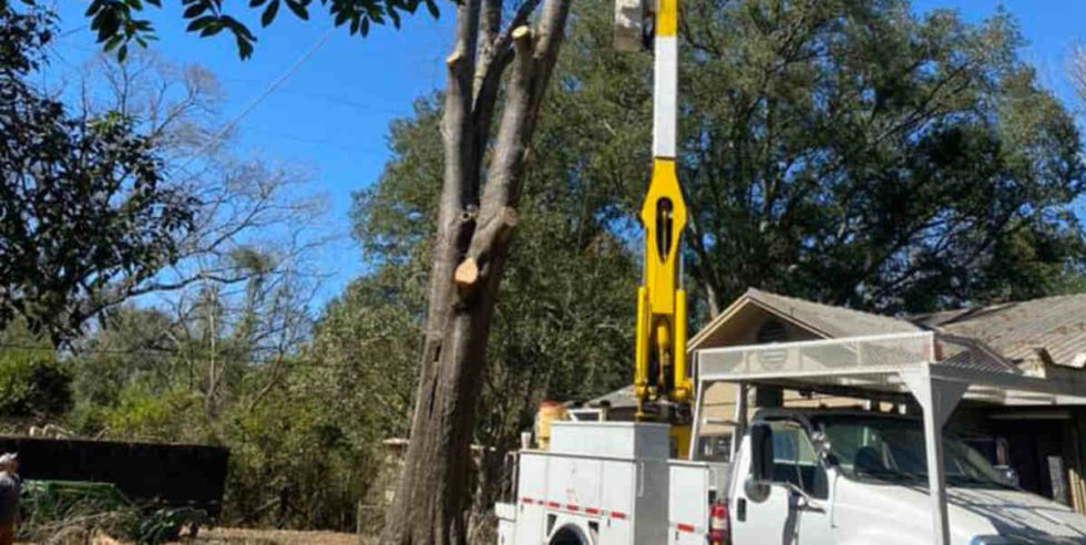 What Is the Three-Cut Technique Used For? | 3 Cut Pruning
