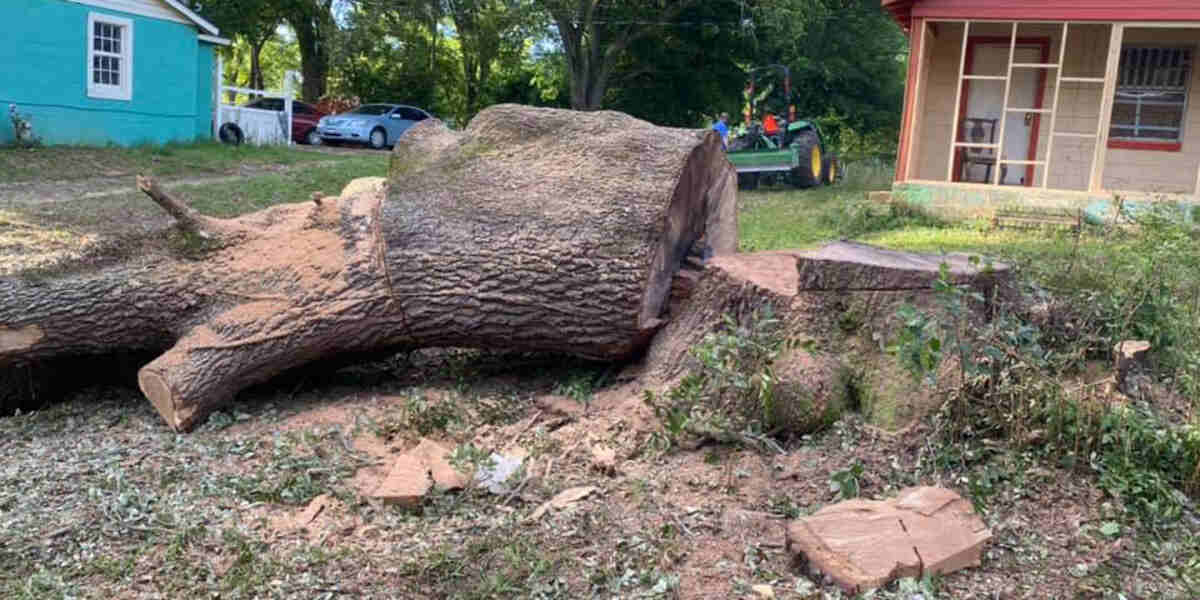 What to Put on Tree Limbs After Cutting: Sealing Tree Wounds