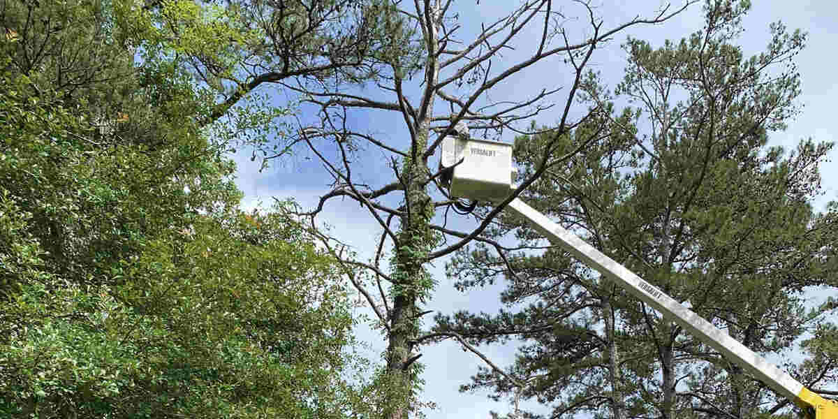 When Do Trees Need Fertilizer in Putney, GA?