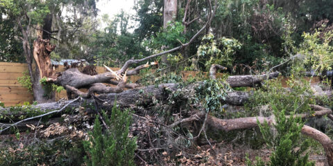 Why Are Branches Falling Off My Tree? Causes and Solutions