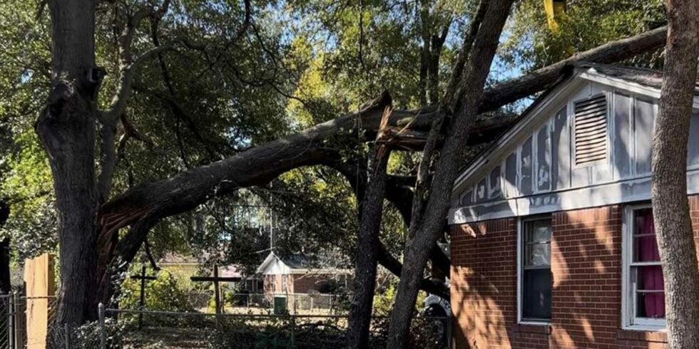 Why Do Trees Fall Over in a Storm - Causes Explained