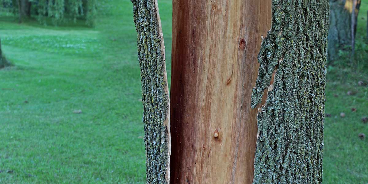 Why Is the Bark Peeling Off Your Tree and What It Means